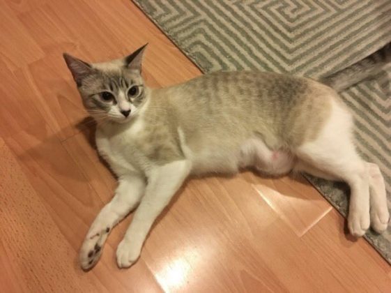 ‘Kantung’ Bawah Perut Penting Untuk Kucing, Pencinta Haiwan Perlu Tahu ...